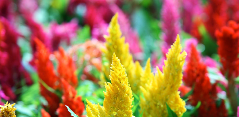 Chenopods (Chenopods) Genus Level details and Allergy Info | Pollen.com