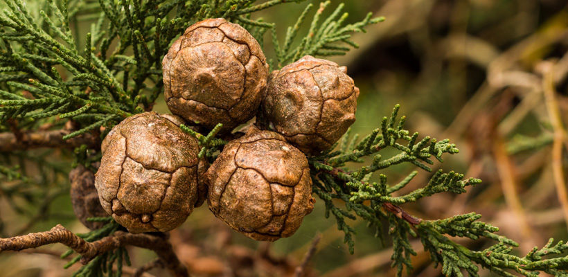 Cypress (Cupressus) Genus Level details and Allergy Info | Pollen.com