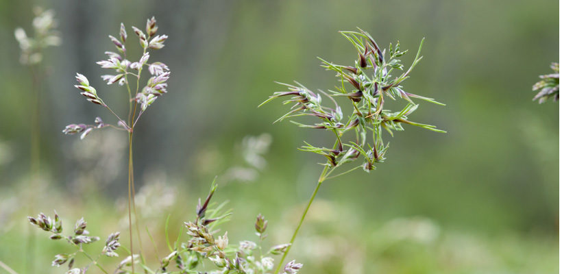 Blue Grass (Poa) Genus Level details and Allergy Info | Pollen.com
