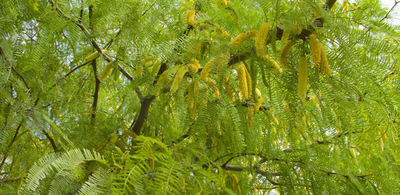 Mesquite, Screw-Bean (Prosopis) Genus Level details and Allergy Info ...