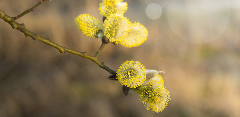 Willow (Salix) Genus Level details and Allergy Info | Pollen.com