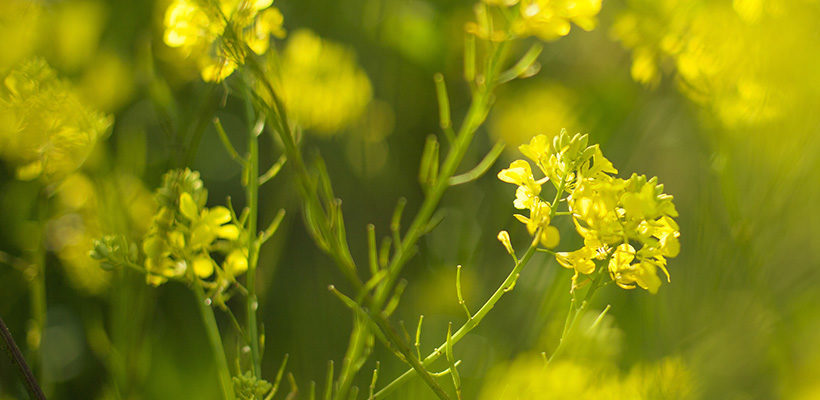 Winged-Pigweed (Cycloloma) Genus Level details and Allergy Info ...
